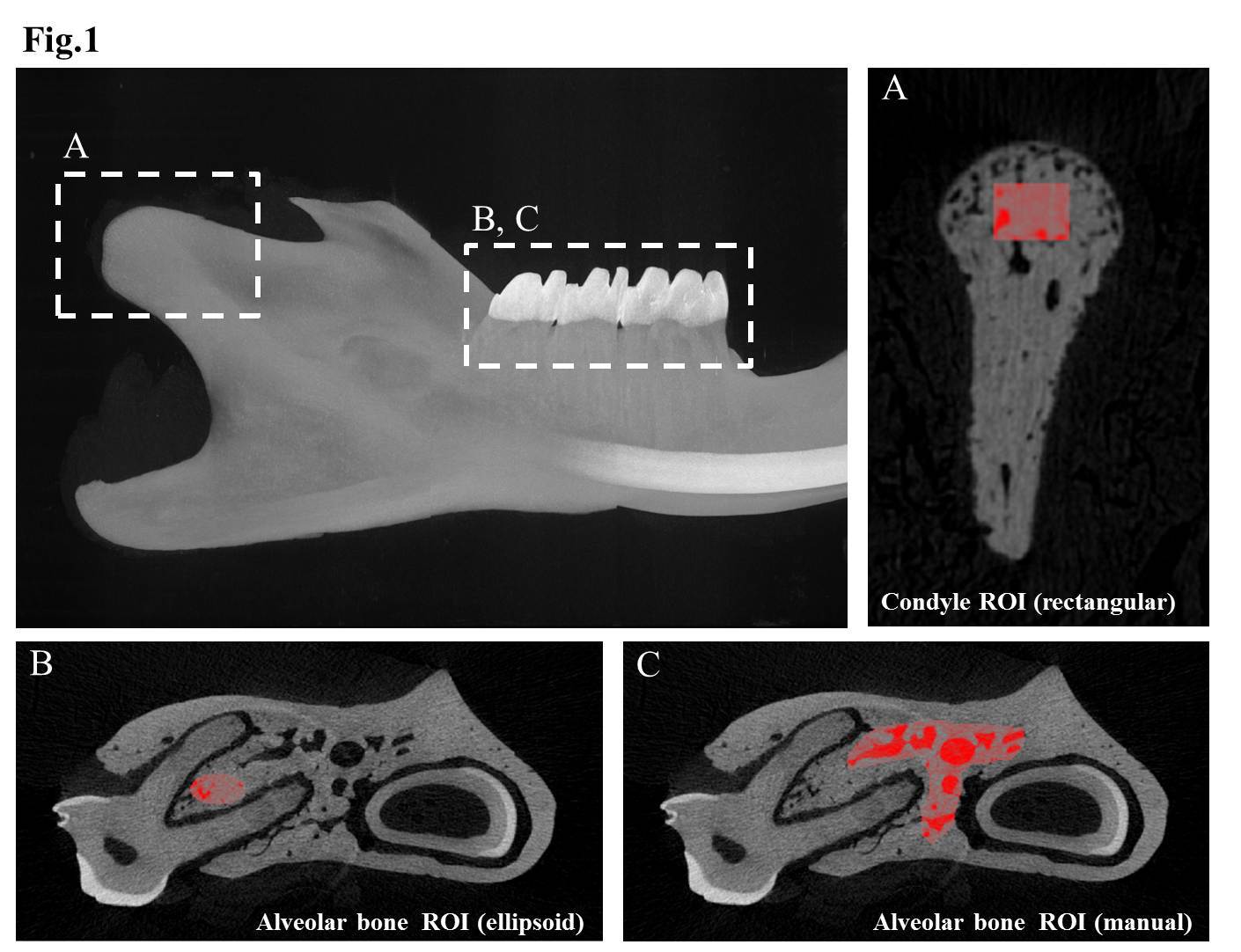 Methodology for Assessment of the Rat Jaw Bone Microstructure Using Ex ...